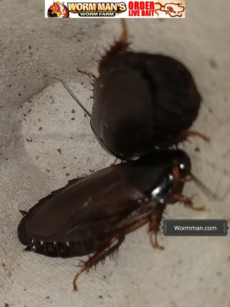 Surinam Roaches Care Sheet | WORMMAN.COM