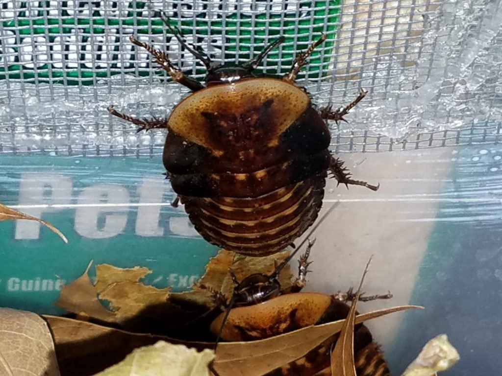 Live Roach Care Sheet: Discoid Roaches | WORMMAN.COM
