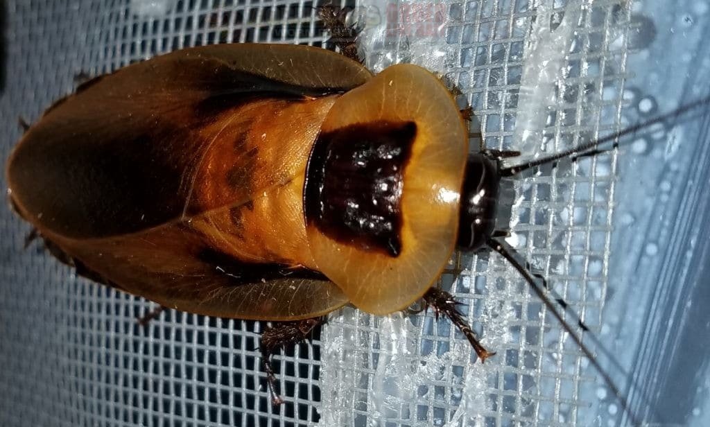 Live Roach Care Sheet: Discoid Roaches | WORMMAN.BLOG