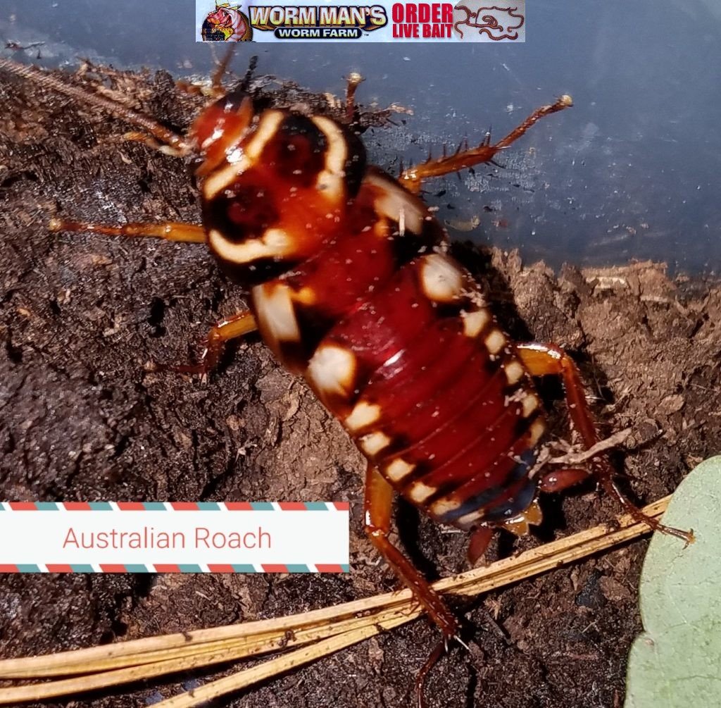 Australian Roach Care Sheet | WORMMAN.COM