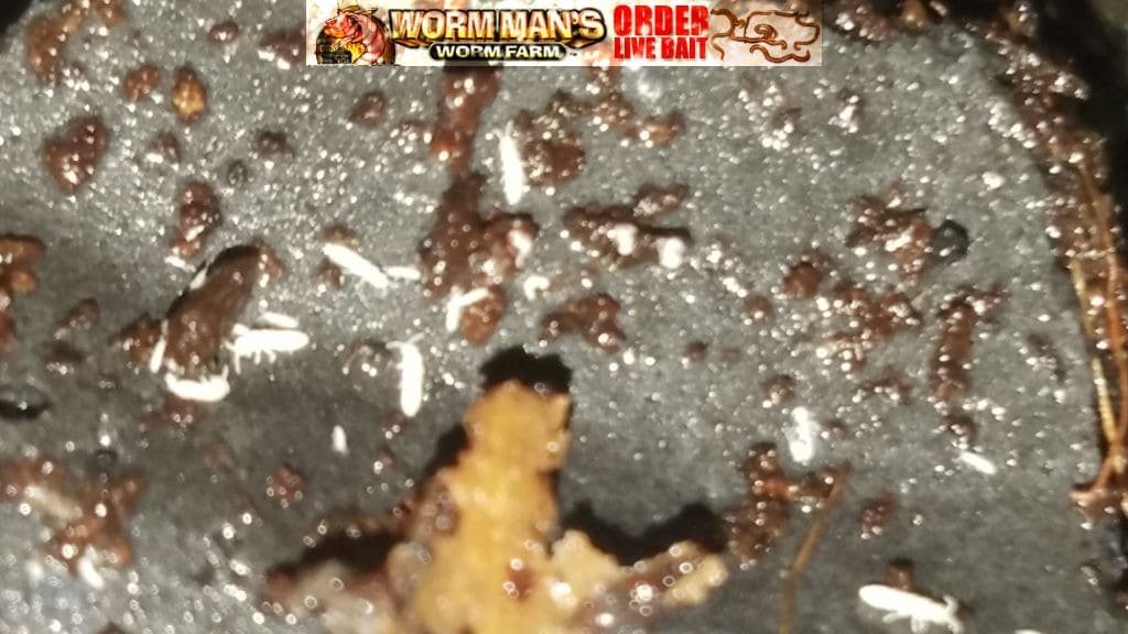 How to Culture Temperate Springtails | WORMMAN.COM
