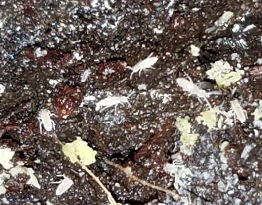 Sinella curviseta Tropical Pink Springtails | WORMMAN.COM
